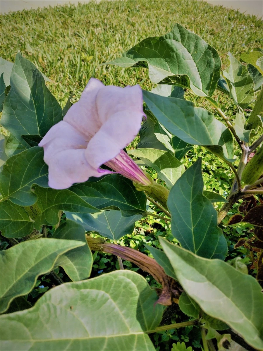 Datura Plant