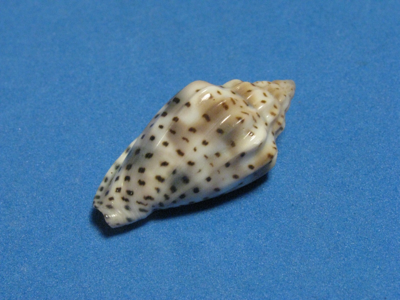 Marginella pseudofaba Sowerby, 1846 "A BEAUTIFUL REPRESENTATIVE!" (29.3mm) | eBay