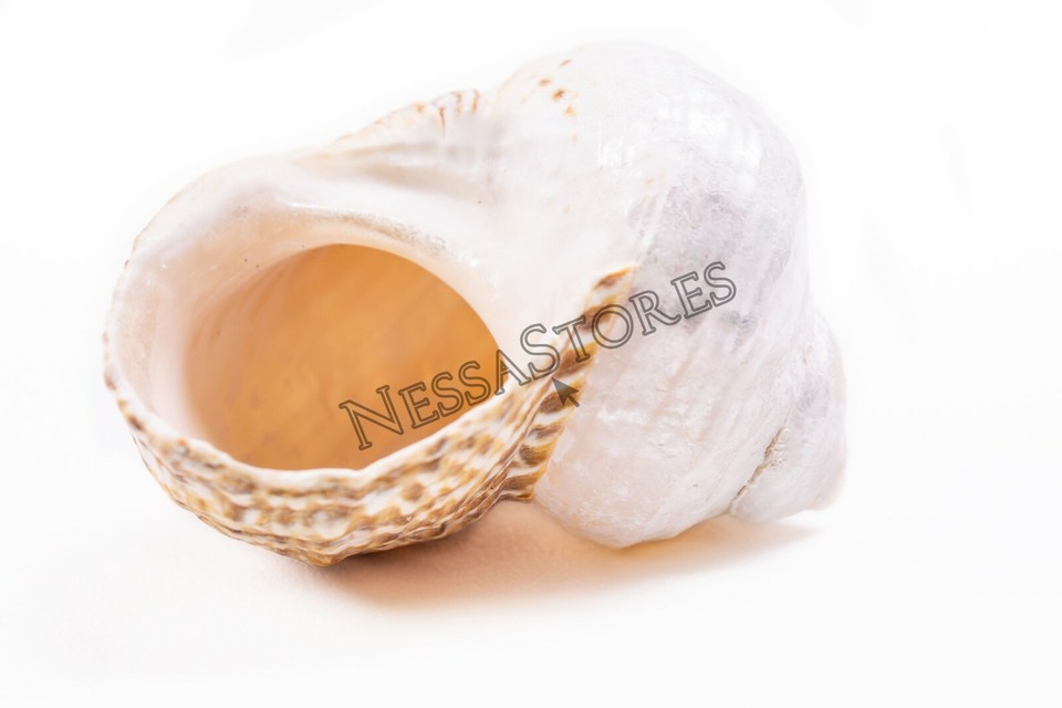 Mexican Turbo Sea Shell Beach Craft Hermit Crab 1 1/2" - 2 1/2" (20 PCS ...