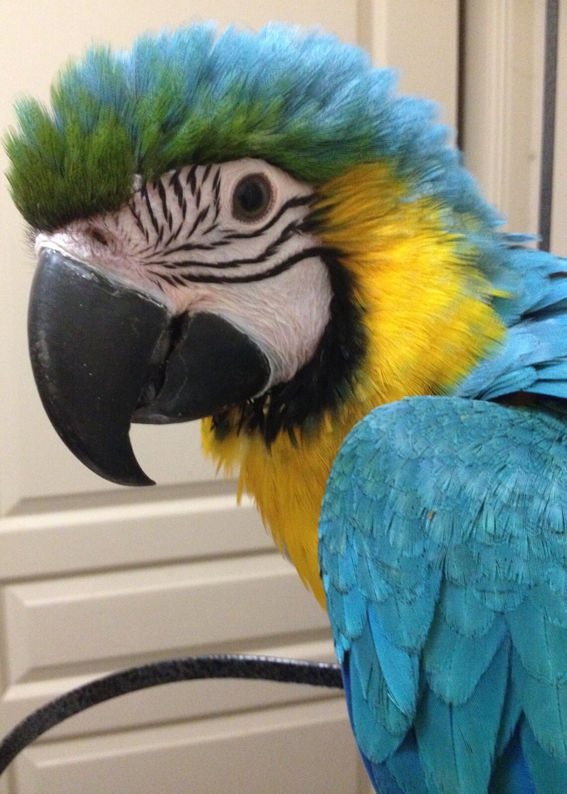 Birdtalk Bird Toys 1 Baffle Cage Foraging Parrot | eBay