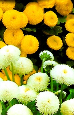 100 Rare Chrysanthemum Mix Ball Flower Seed-Special Snowball/Goldball ...