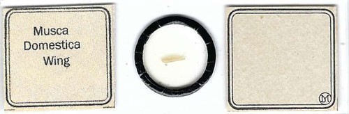 Housefly Musca domestica Wing Microscope Slide by Moeller | eBay