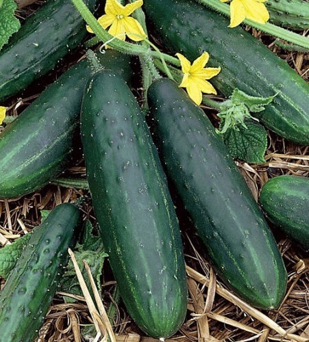 3x MARKETMORE Cucumber plug plants! x3! READY NOW! | eBay UK