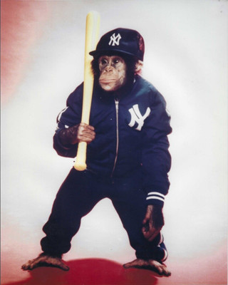 NEW YORK YANKEES - CHIMP HOLDING BAT - Officially Licensed 8x10 Photo ...