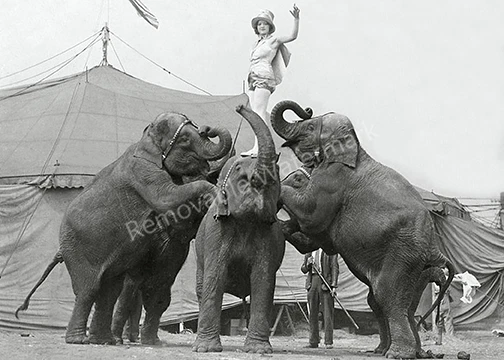 Vintage Circus Elephant Standing