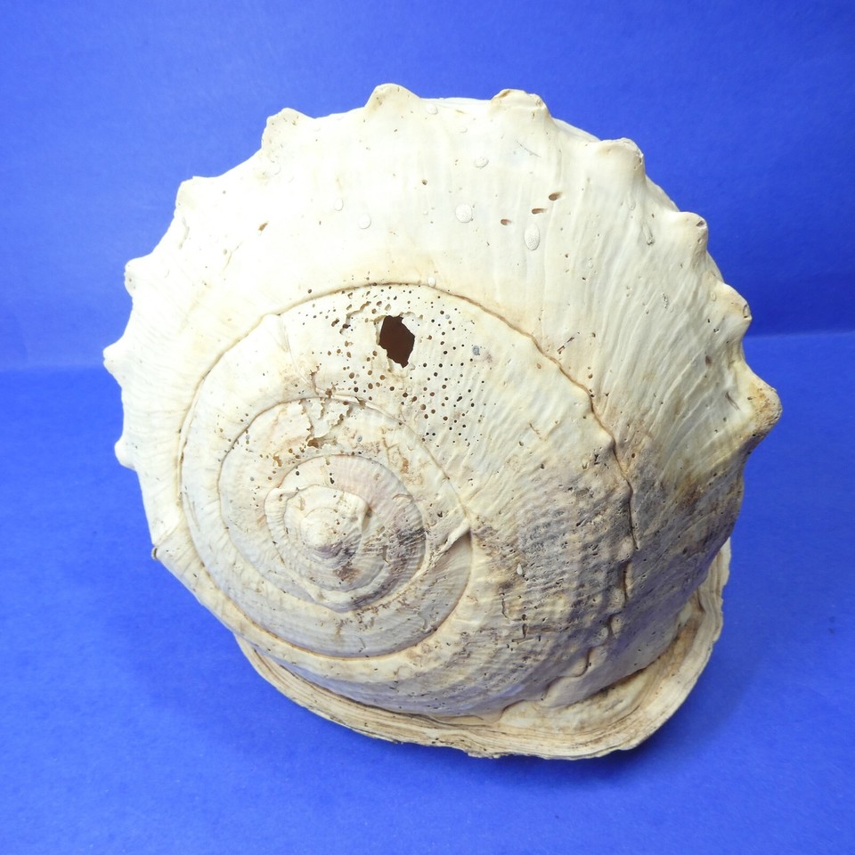 Queen Emperor Helmet Shell Large Seashell Natural Conch 9" Long 2lb10oz ...