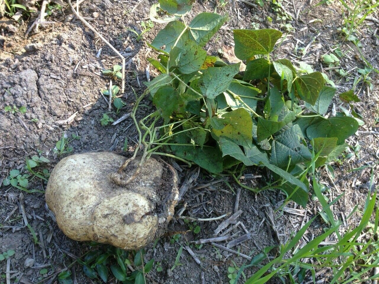 Jicama Plant Garden