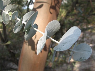 Eucalyptus perriniana SPINNING GUM - COLD HARDY! SEEDS! | eBay