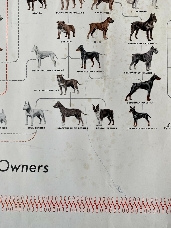 Poster Vintage - Friskies Dog Family Tree (T20) - | eBay