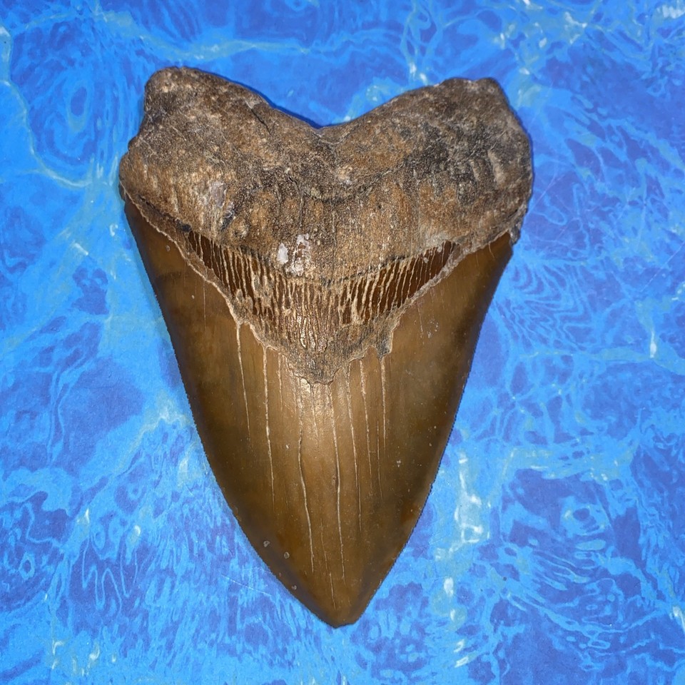 MEGALODON SHARK TOOTH 5.56” HUGE TEETH MEG SCUBA DIVER DIRECT FOSSIL NC ...
