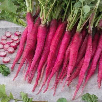 RADISH 'Fire Candle' 100 seeds vegetable garden | eBay