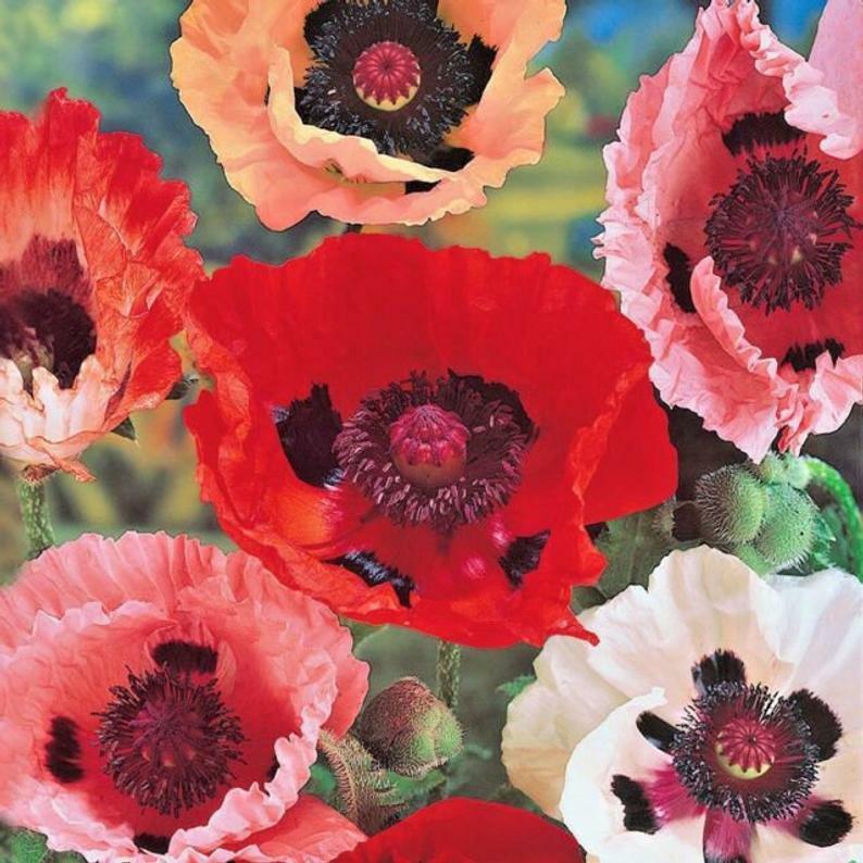 120+ POPPY PAPAVER ORIENTALE GIANT HYBRID MIX FLOWER SEEDS / PERENNIAL ...