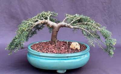 Weeping Hemlock Bonsai Tree Live Plant Dwarf Tsuga Canadensis Coles ...
