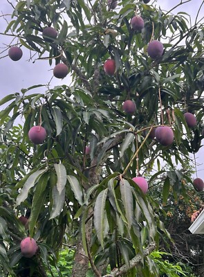 IRWIN Grafted Rare MANGO Tree 3Gal Pot Ready To Fruit Ship UPS ...