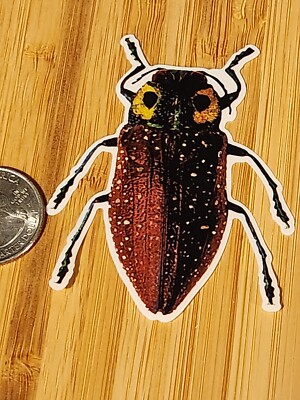 🪳Sticker Insect Sticker Bug Sticker Bugs Insects Creepy Nature Science ...