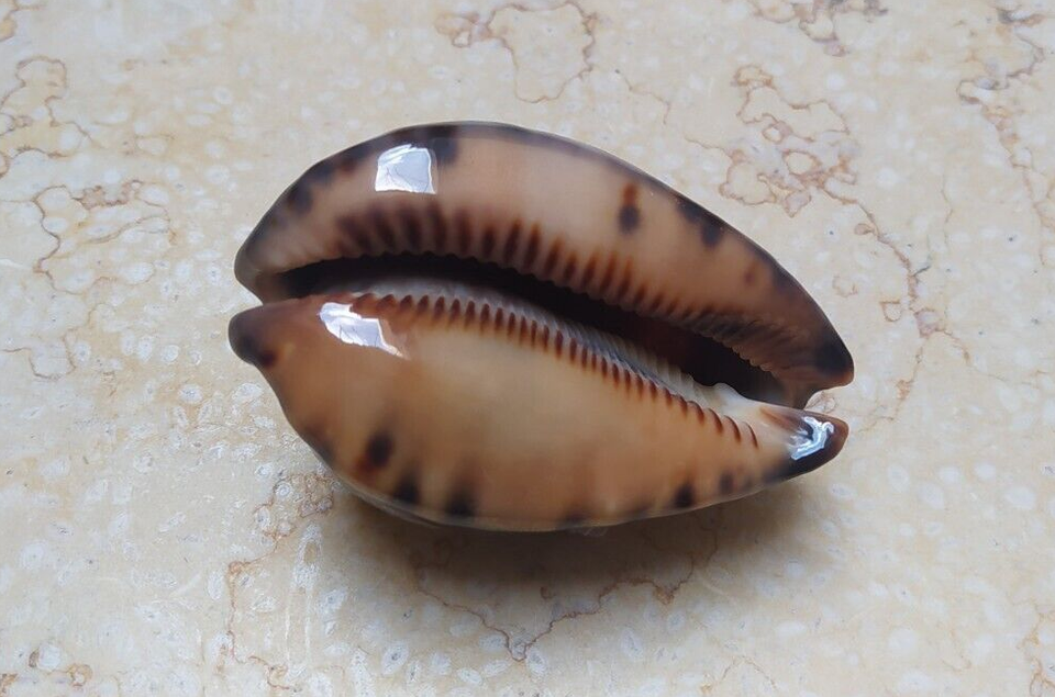 Cypraea Grayana Red Sea SHELL great Specimen super glossy mauritia 69 ...