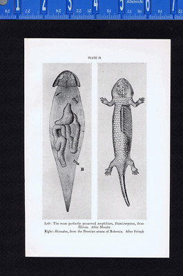 Amphibian Fossils-Eumicrerpeton & Ricnodon - Skull of Diceratosaurus ...