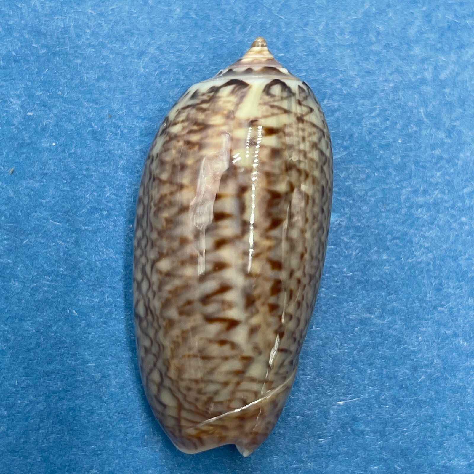 #3 Oliva spicata violacea 30mm Dredged 90' Arenas de Quebro, Panama | eBay