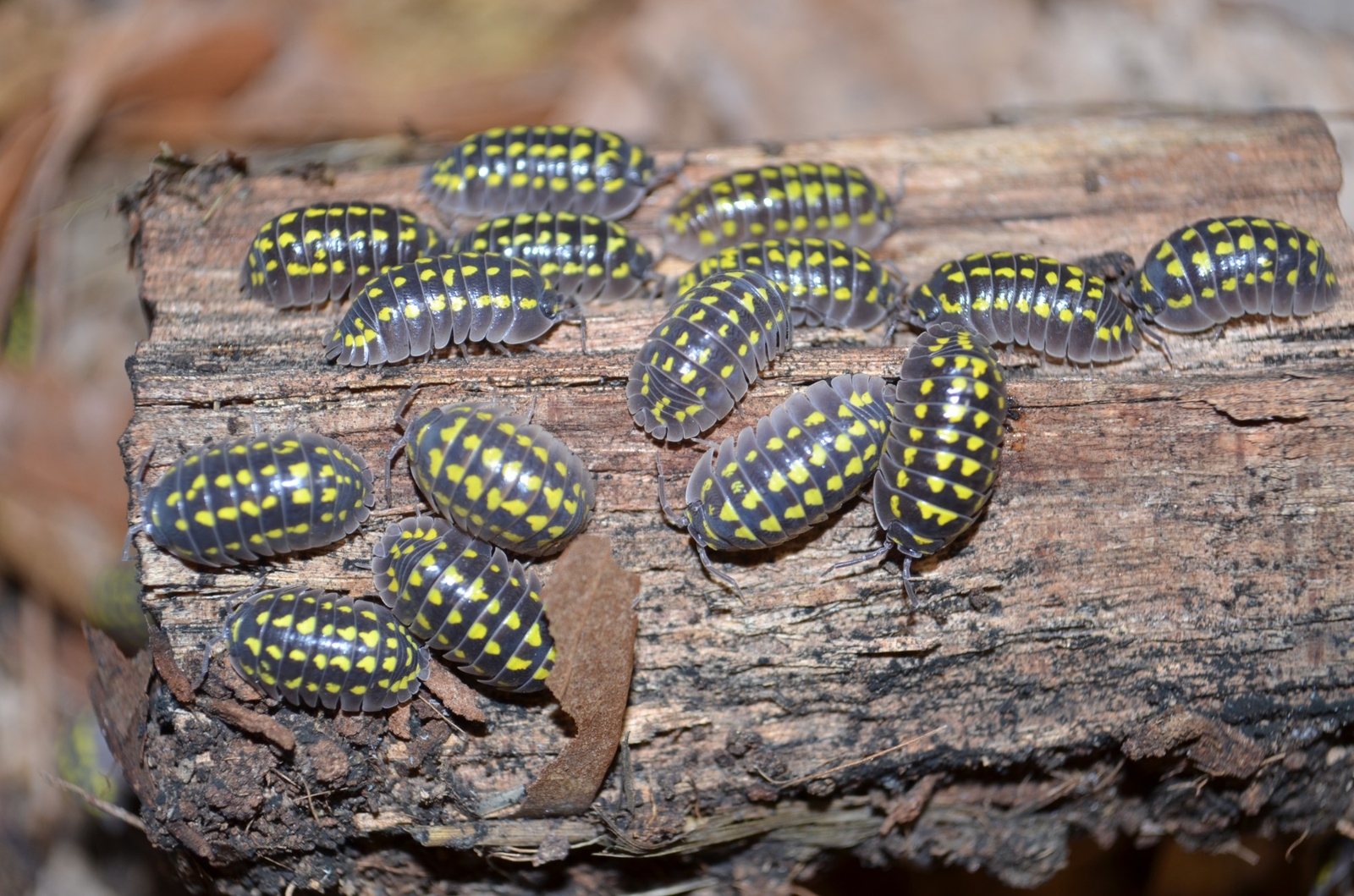 12 Armadillidium gestroi isopods - live insect vivarium cleaner crew | eBay