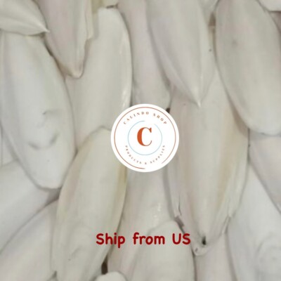 Cuttlebone for Birds Reptiles Turtles Food Source Calcium 5”++ Small ...