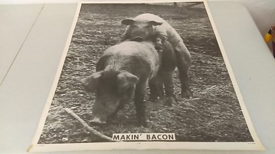 Vintage 1969 Makin Bacon Wild Animal Poster Hippie Moon Fun Shop Poster ...