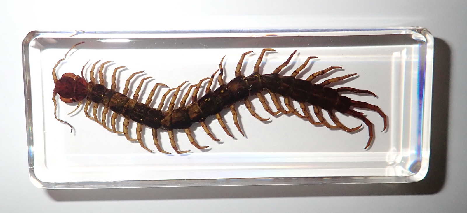 Large Red Headed Centipede Specimen in Clear Resin Block Learning Aid ...