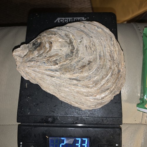 Fossilized Old Fossil Oyster Sea Shell Shows Fantastic Detail Whole New ...