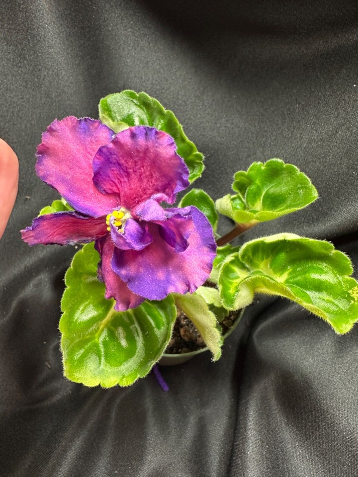African Violet plant: DN-FASHION GIRL (Ukr/Rsn Standard) ENDS 6/27/25 | eBay