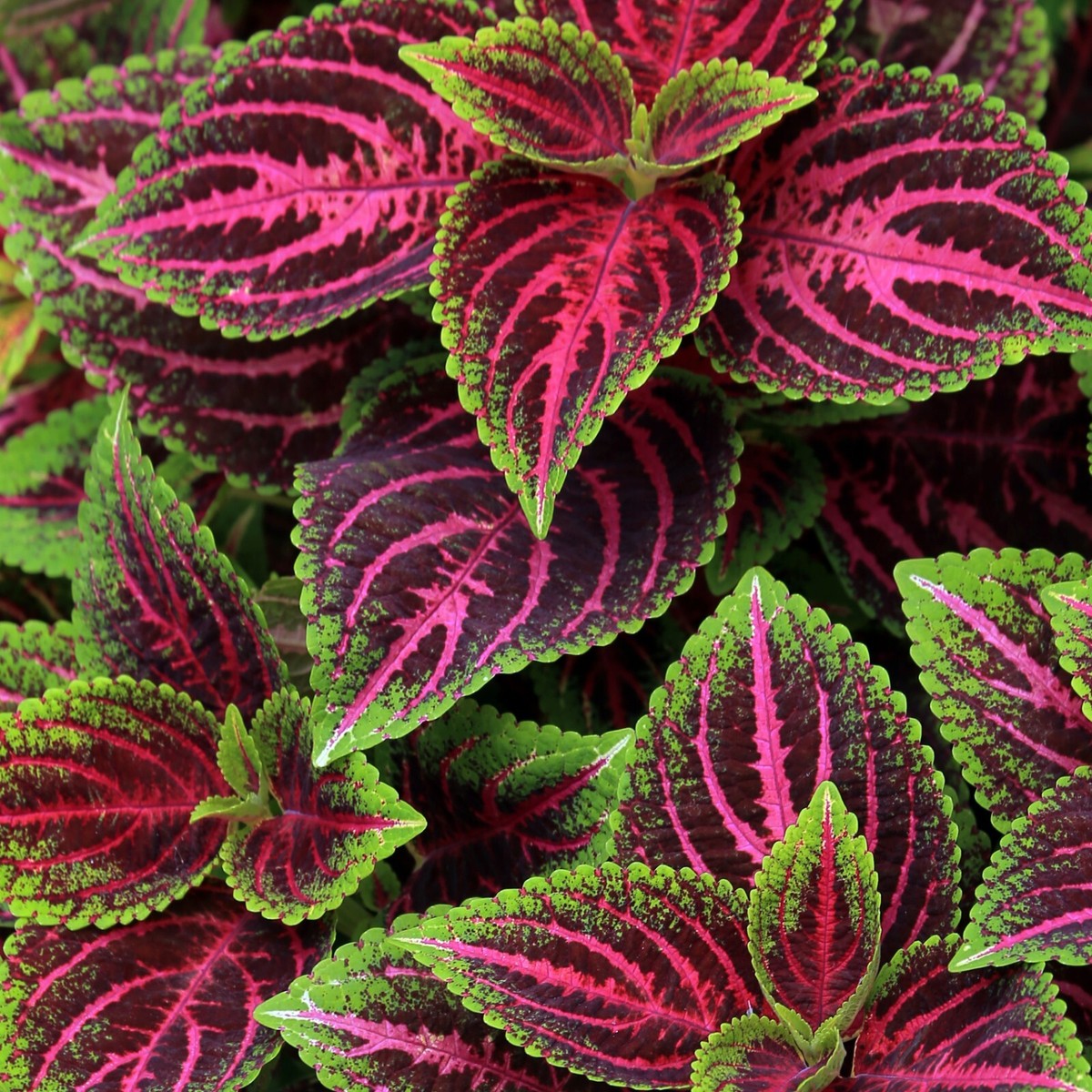 Kong Coleus Plants