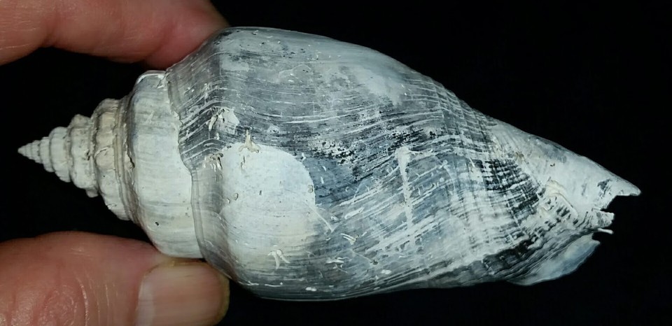 Fossil / Fossilized Strombidae - Strombus sea shell gastropod ...