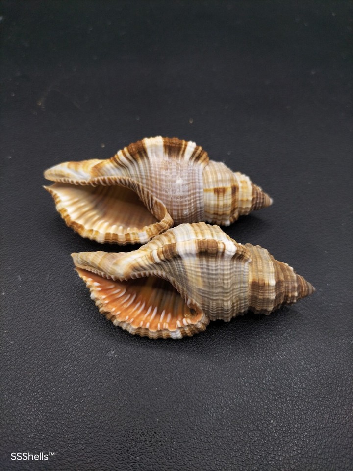 2 x Cymatium aquatile. Hairy triton. Sea shells. Collectors #10467 | eBay