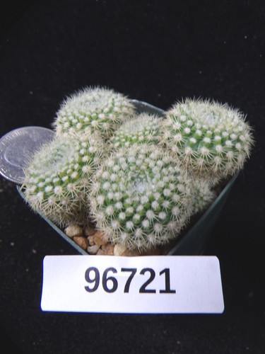 Notocactus Gutierrezzii Group of Seedlings Live Cactus Cacti Plant ...