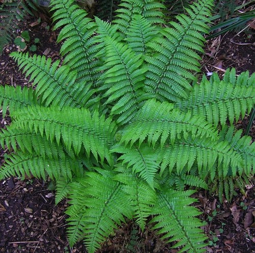 3 Christmas Fern Bare Roots Plants - Perennials Fern Bare Roots Ready ...