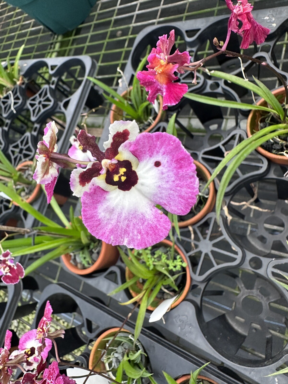 Three Different Tolumnia Equitant Orchid Plant Oncidium 3 Plants NOT IN ...