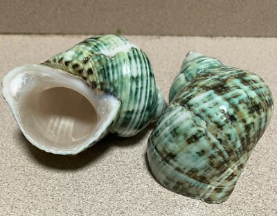 2 Polished Silver Mouth Turbo Seashells 2-2 3/4": Decor, Hermit Home ...