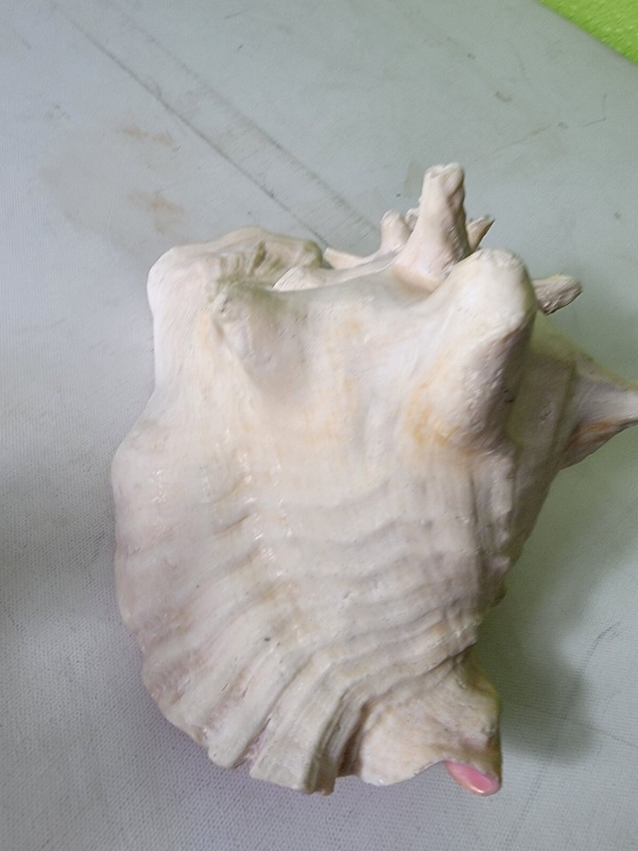 Aliger Gigas Pink Queen Conch Seashell 8.5" Beach Sea Ocean Shell Decor ...
