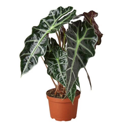 Alocasia Polly African Mask • Dramatic Arrowhead Leaves • White Veins ...