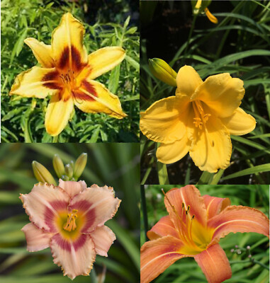 Four All Different Colors E Assortment Daylily Rooted Starter Plants | eBay