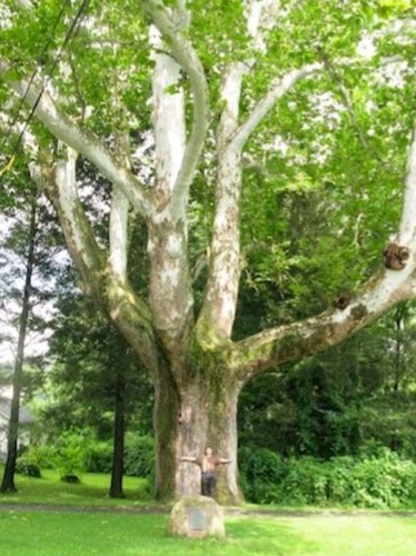 200 seeds of American Sycamore Platanus occidentalis Buttonwood tree | eBay