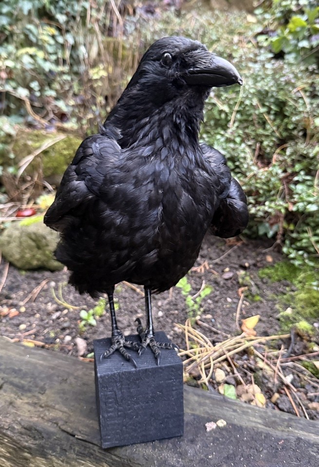 🎃 Taxidermy CROW Not raven man cave gothic skull curiosity Tattoo ...