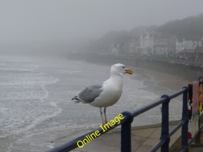 Photo 6x4 Filey: a seagull in gloomy weather It was a magnificently ...