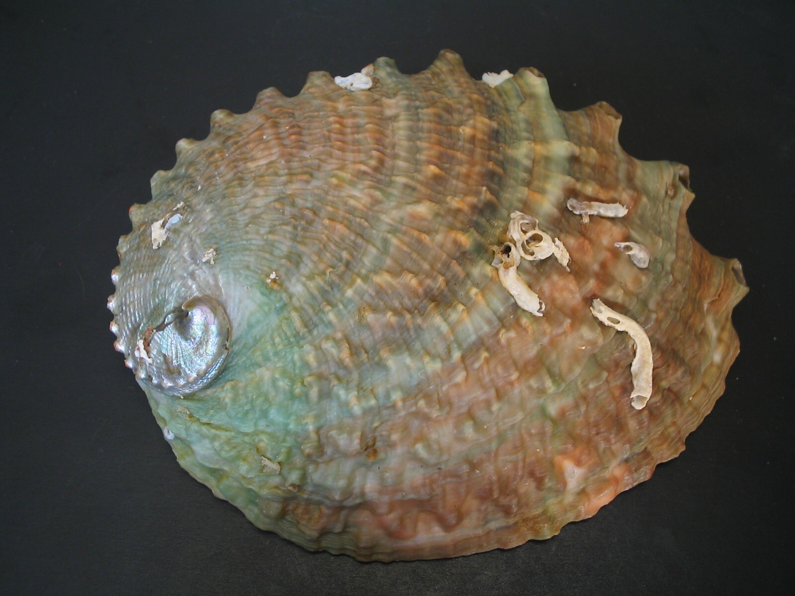 Monster...HALIOTIS CORRUGATA~158.1mm/6+"~Mexico SEASHELL | eBay