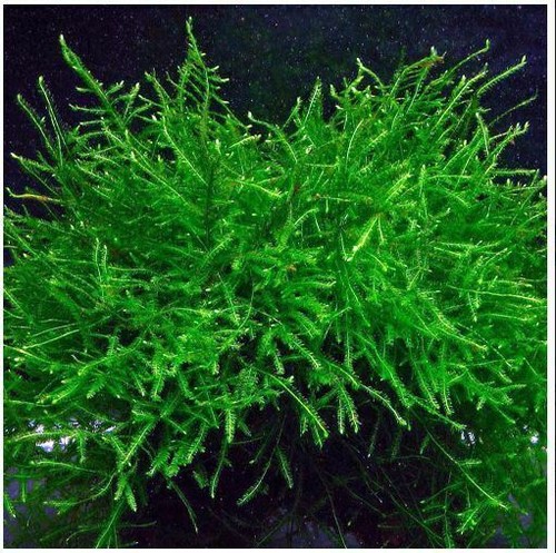 20g Java Moss SHRIMP SAFE Live Carpet Plants Aquarium Tropical Fish ...