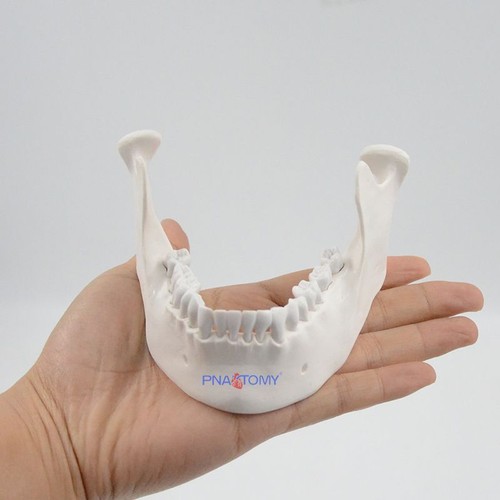 Life Size Adult Lower Jawbone Model Mandible Anatomy Inferior Maxilla ...