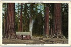 Mariposa Grove of Big Trees Yosemite National Park, Cal. Postcard P122 ...