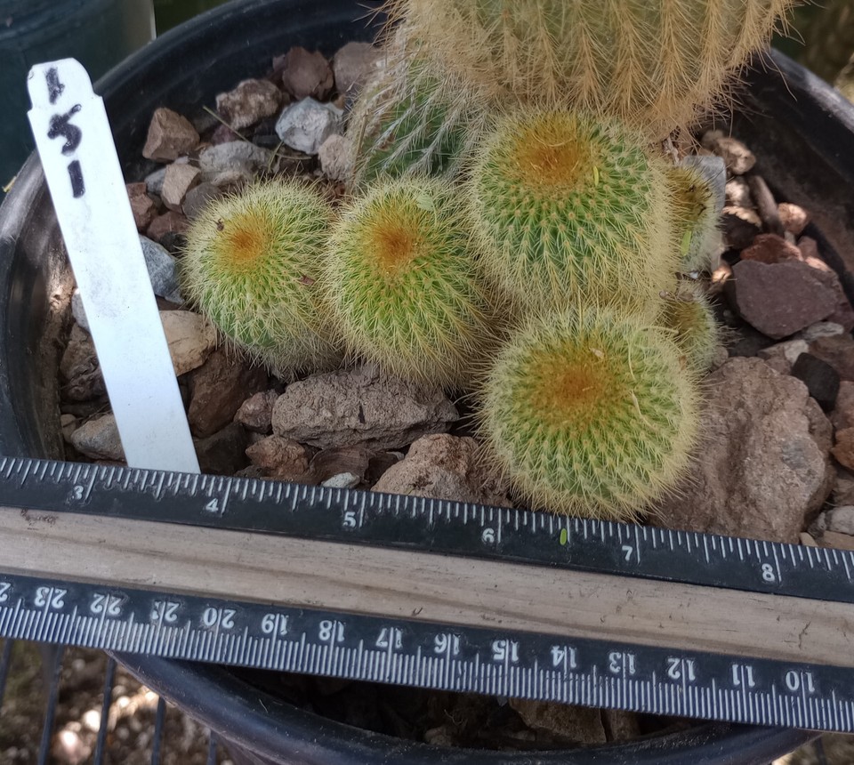 Notocactus leninghausii Golden Rod Columnar Large Cactus With Pups 151 ...