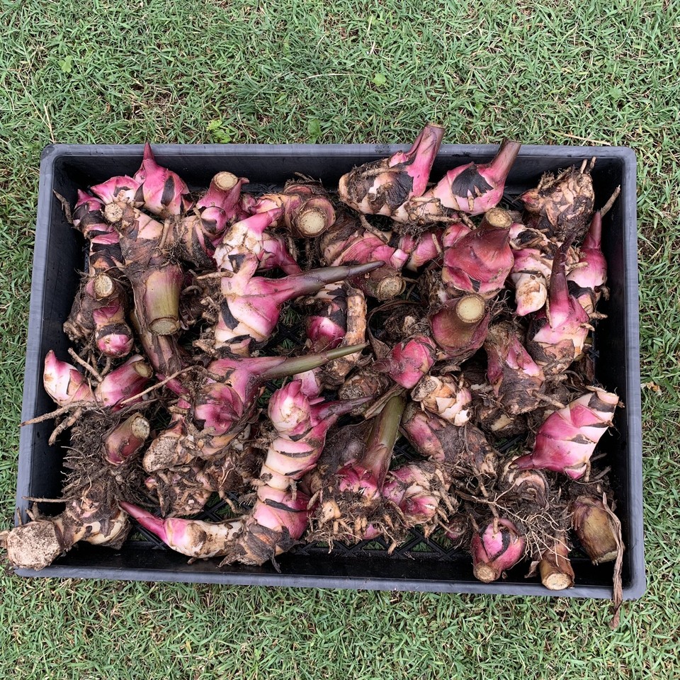 1x Rojo QLD Arrowroot / Canna edulis (Rhizome Tuber) Edible Plant ...