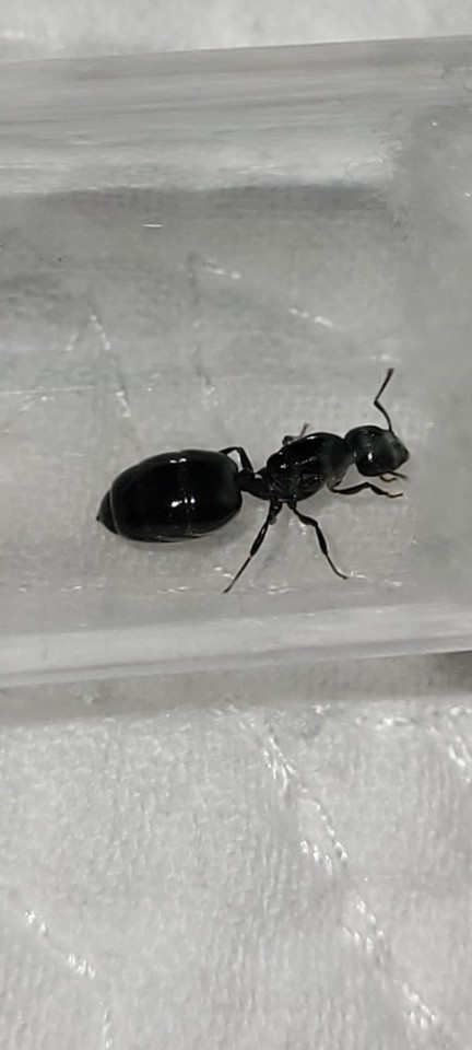 Crematogaster Sp Large, Acrobat Queen Ant, Feeder Insect, Taxidermy ...