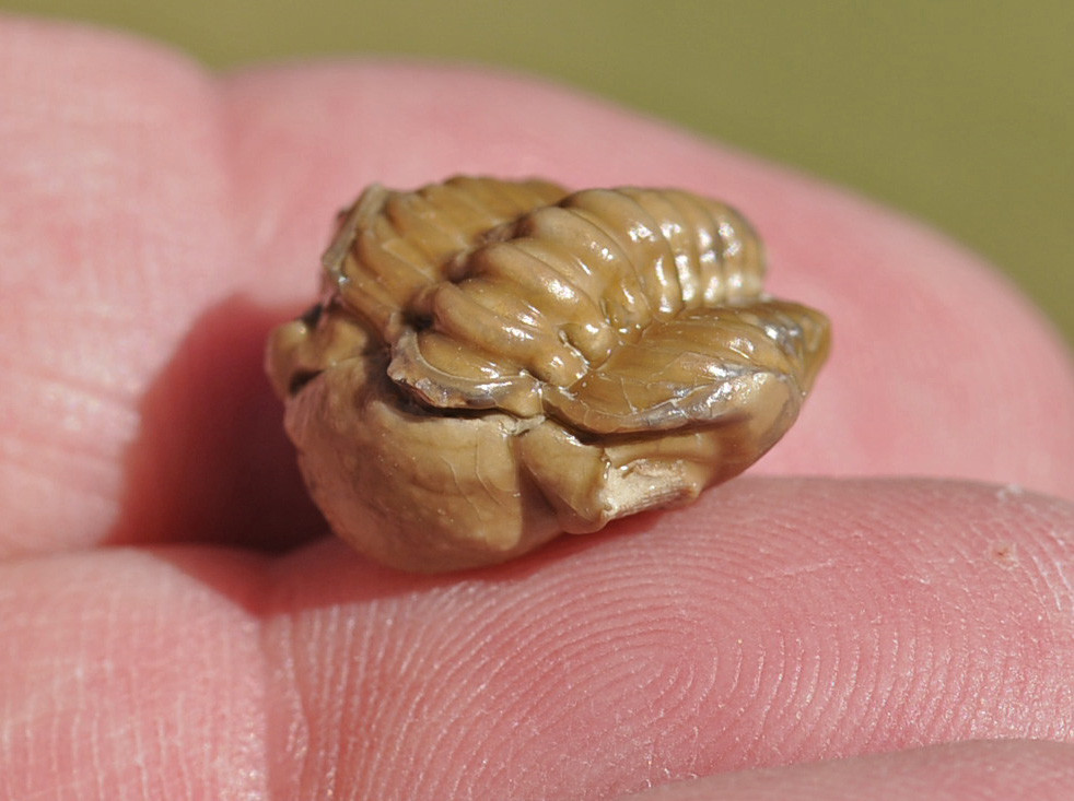 Trilobite Fossil, Kainops invius, from Oklahoma, U.S.A | eBay