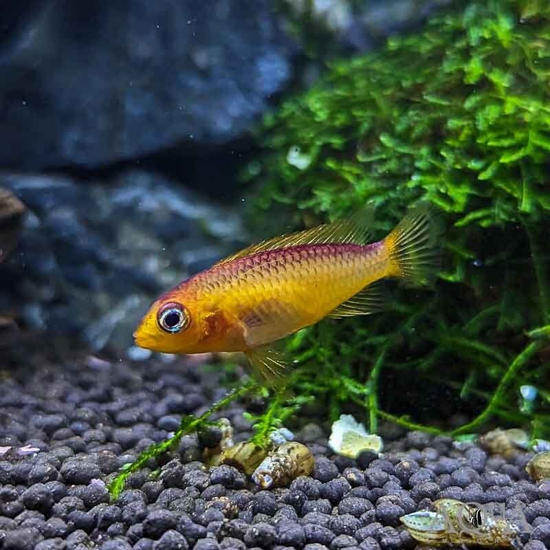 1 Pair Apistogramma (Fire Red) Agassizii TANK BRED HIGH QUALITY!! Dwarf ...